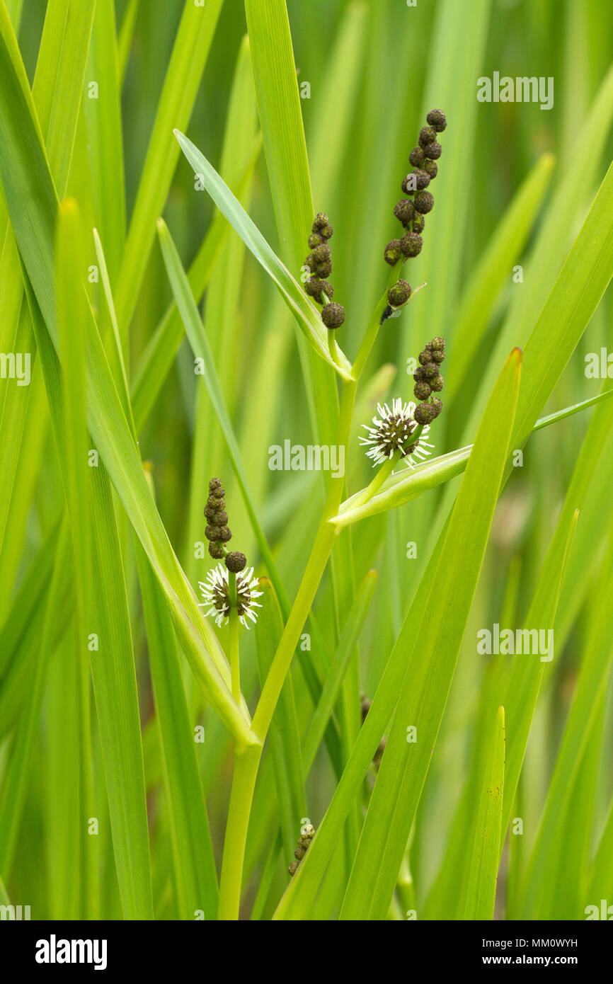 Simplestem bur-reed (Sparganium erectum Stock Photo - Alamy