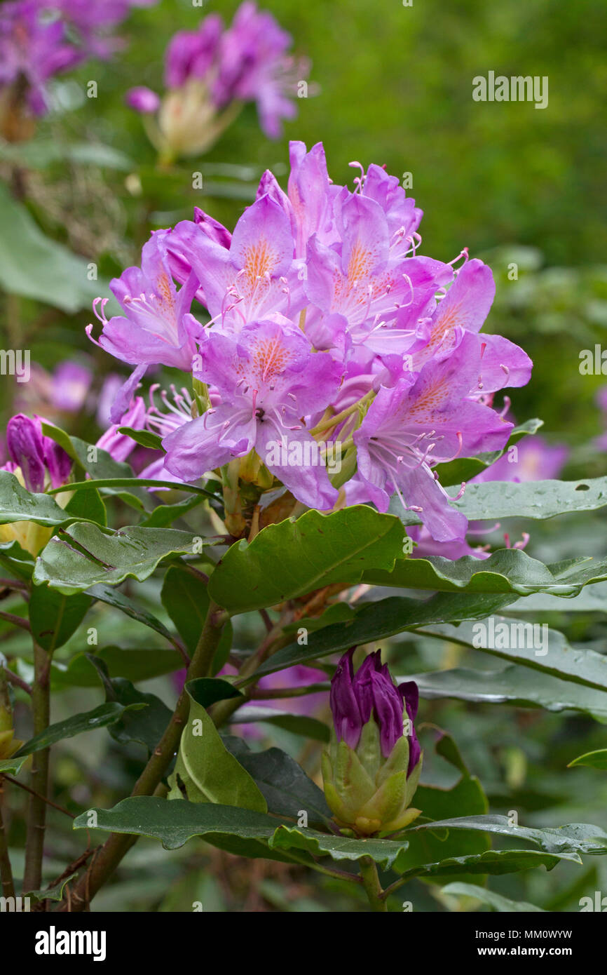 Pontic rhododendron (Rhododendron ponticum Stock Photo - Alamy