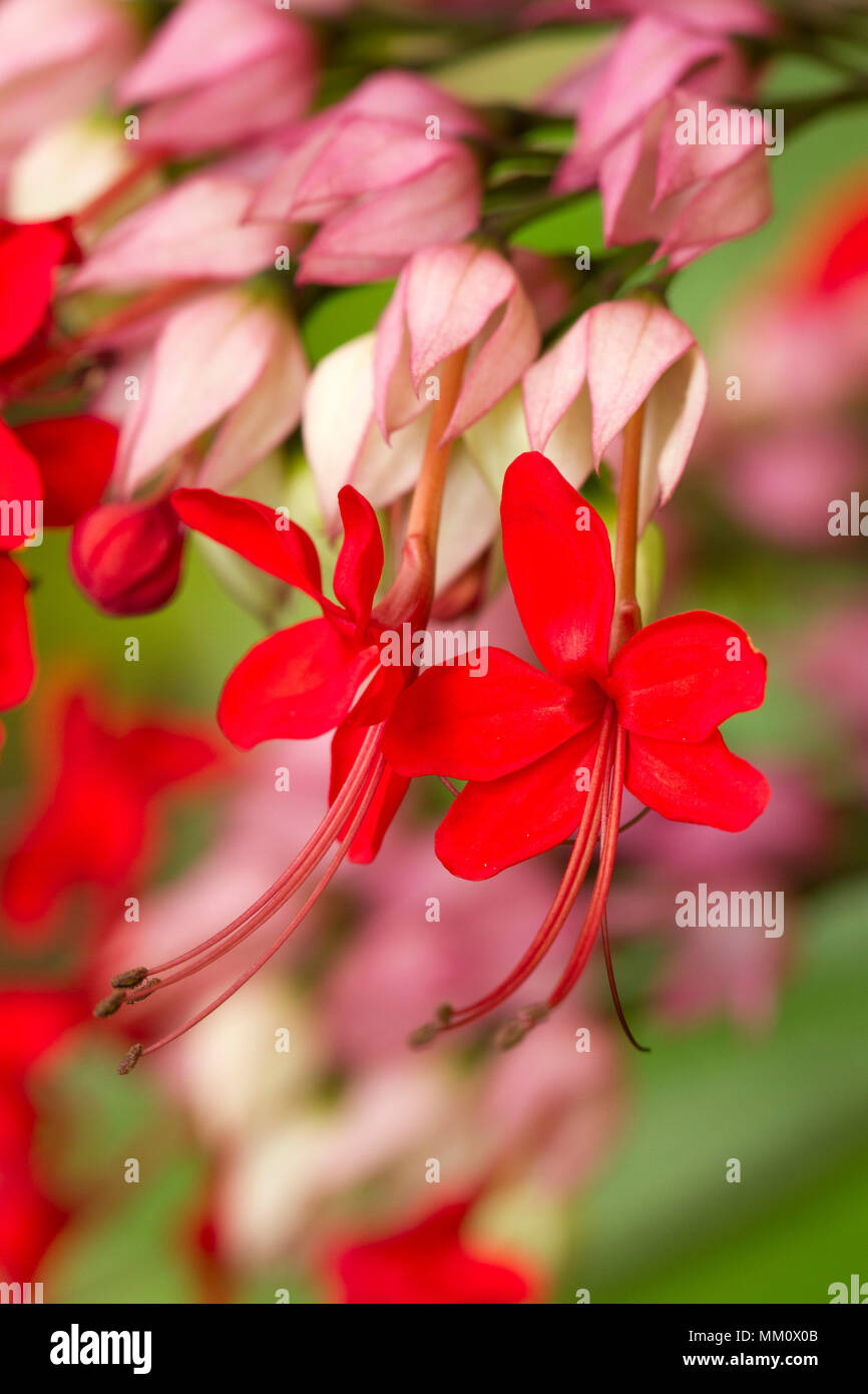 Red bleeding heart vine (Clerodendrum x speciosum Stock Photo - Alamy