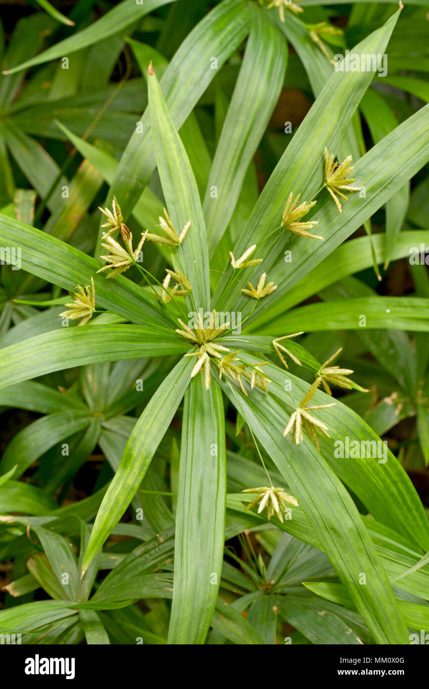 Dwarf umbrella grass (Cyperus diffusus Stock Photo - Alamy