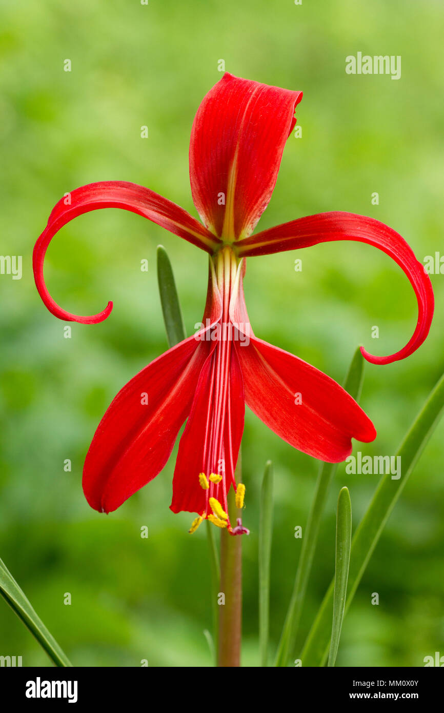 Aztec Lily, Jacobean Lily (Sprekelia formosissima Stock Photo - Alamy