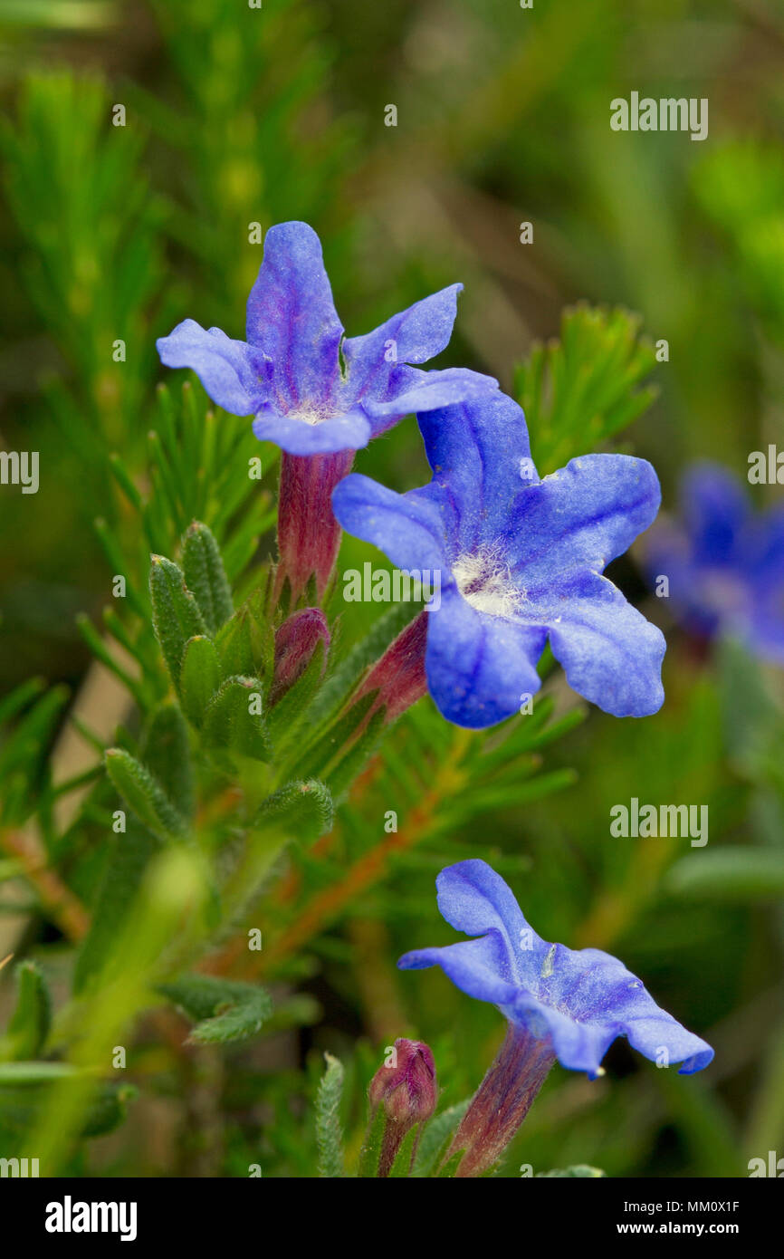 shrubby gromwell (Lithodora fruticosa). Espèce vegetale protegee au ...