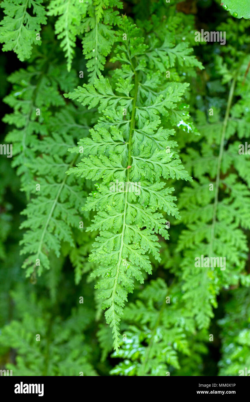 Cystopteris Diaphana High Resolution Stock Photography and Images - Alamy