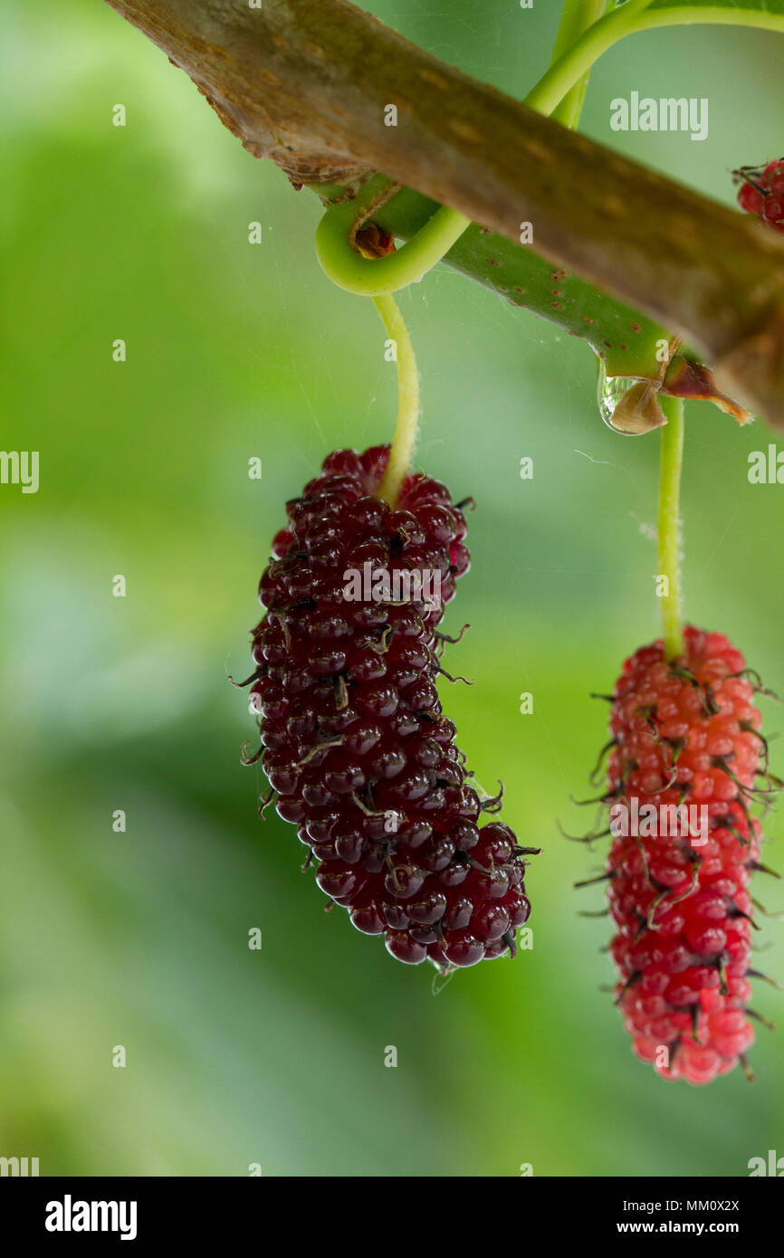 Morus morus kagayamae hi-res stock photography and images - Alamy