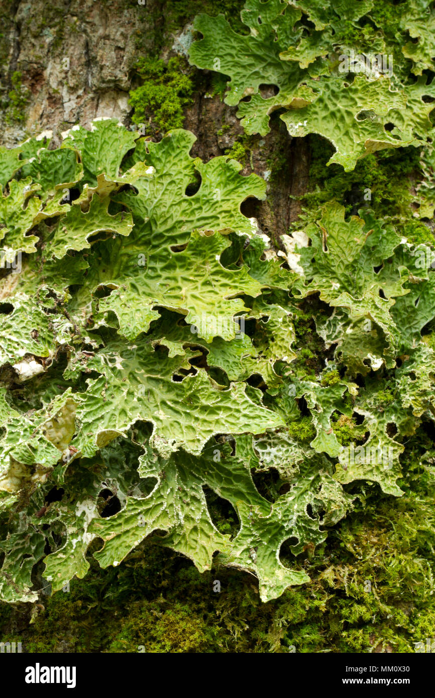 Tree lungwort (Lobaria pulmonaria Stock Photo - Alamy