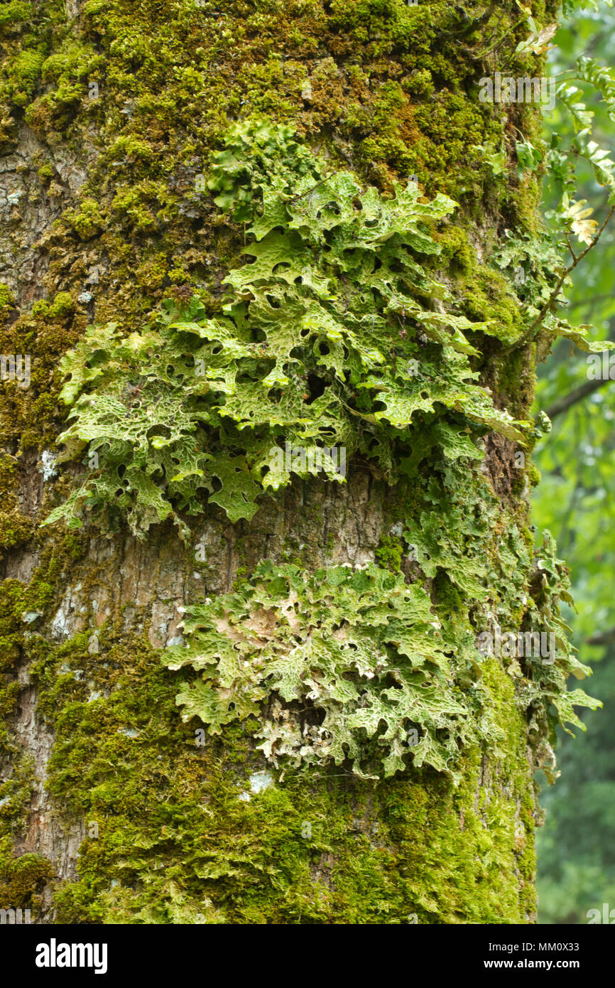 Tree lungwort (Lobaria pulmonaria Stock Photo - Alamy