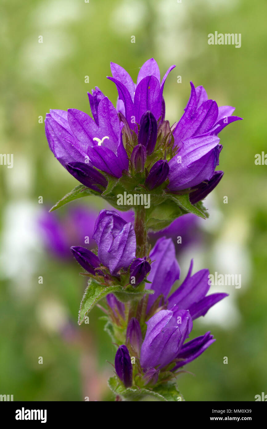 Clustered bellflower (Campanula glomerata Stock Photo - Alamy