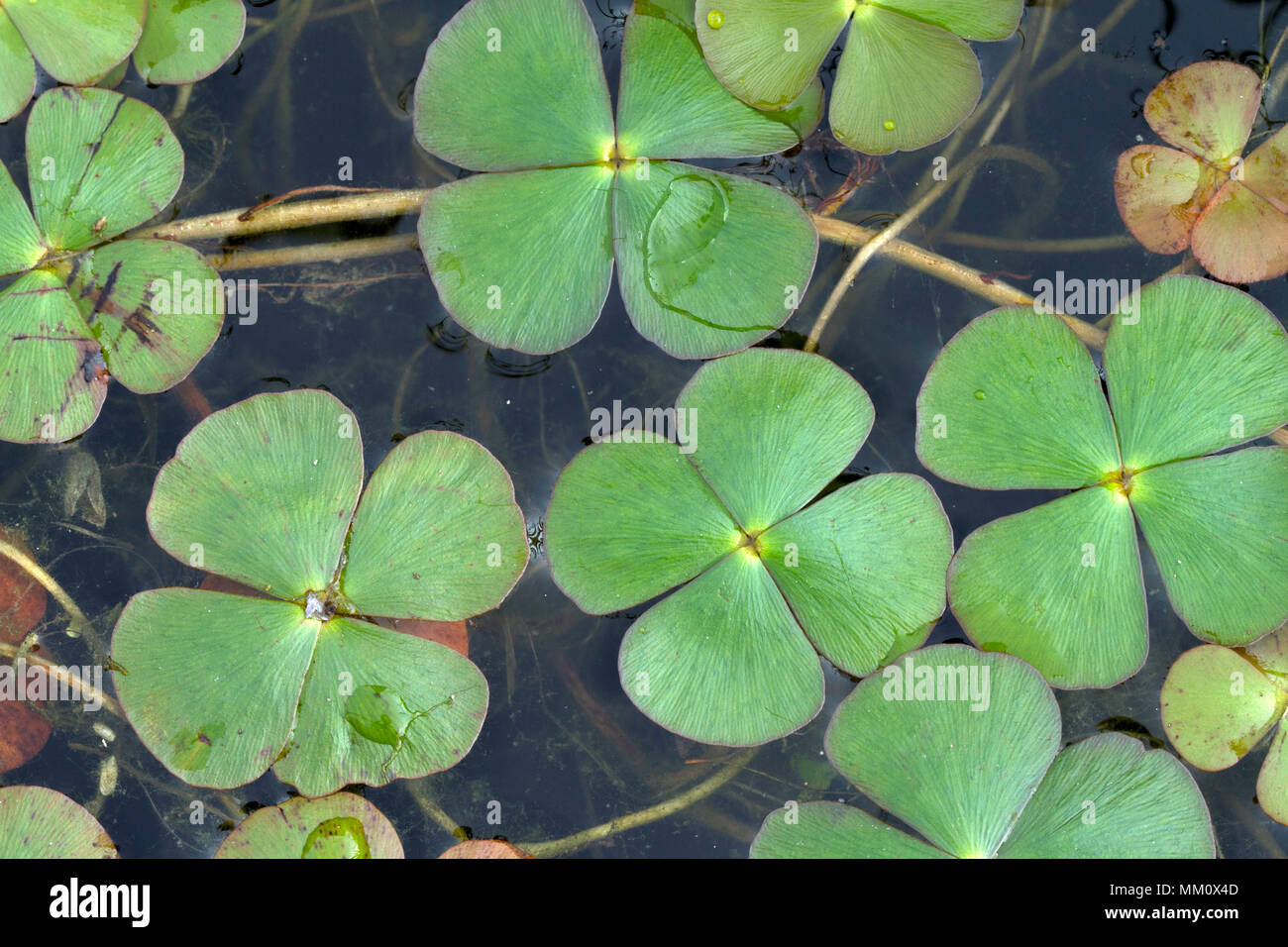 Water Shamrock (Marsilea quadrifolia Stock Photo - Alamy