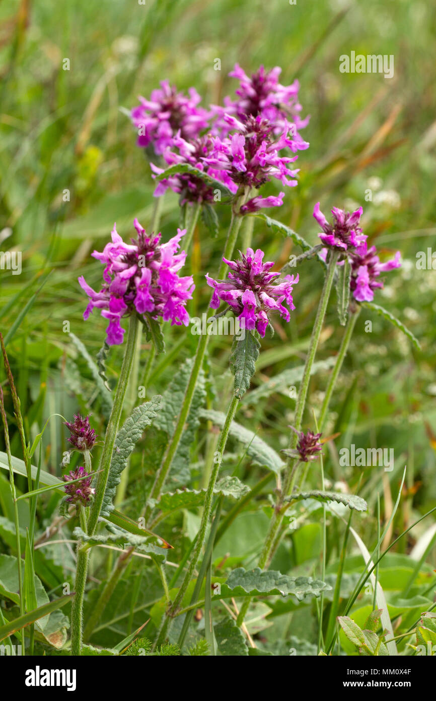 Purple betony (Stachys officinalis), massif of Hohneck, Haut-Rhin ...