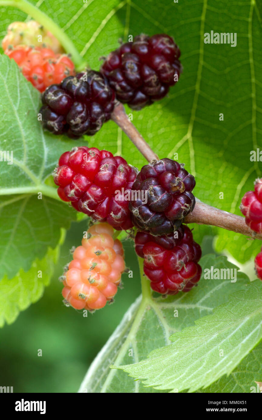 black mulberry (Morus nigra Stock Photo - Alamy
