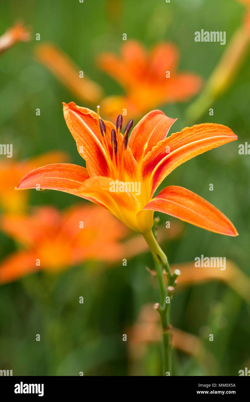 Orange day-lily (Hemerocallis fulva Stock Photo - Alamy