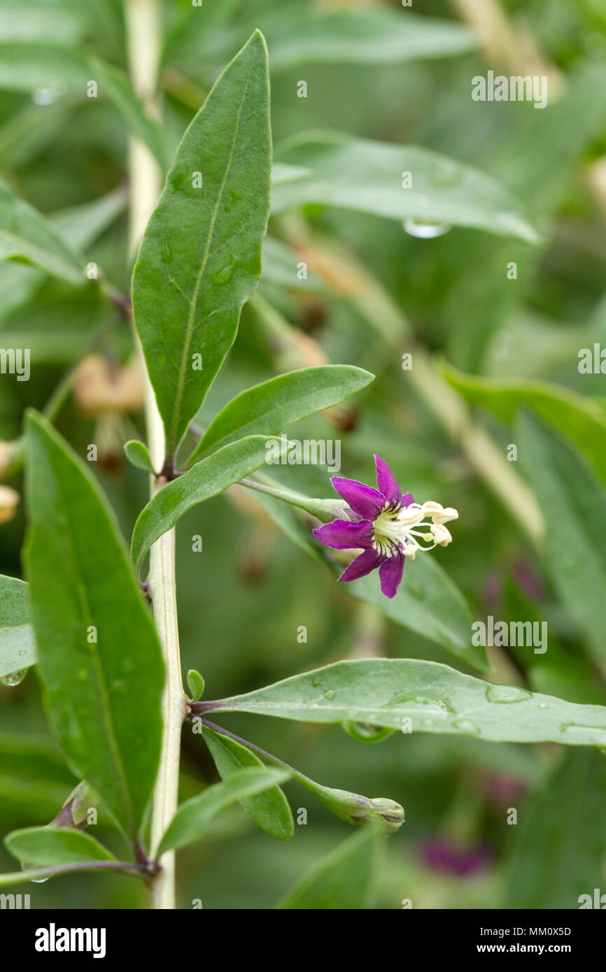 box thorn (Lycium barbarum Stock Photo - Alamy
