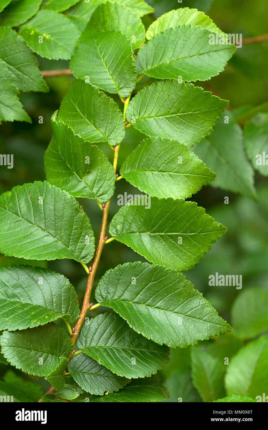 field elm (Ulmus minor Stock Photo - Alamy