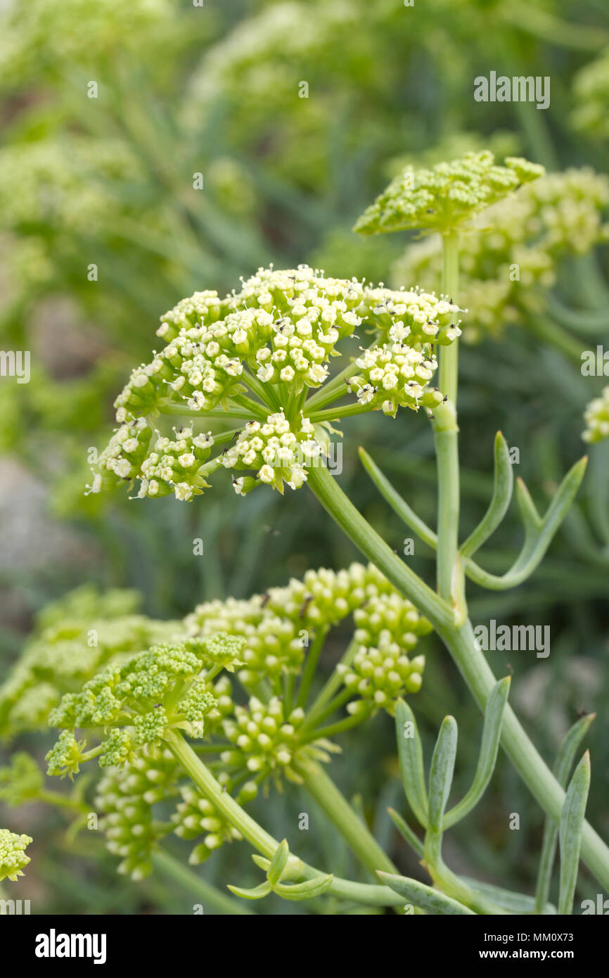 sea fennel (Crithmum maritimum Stock Photo - Alamy