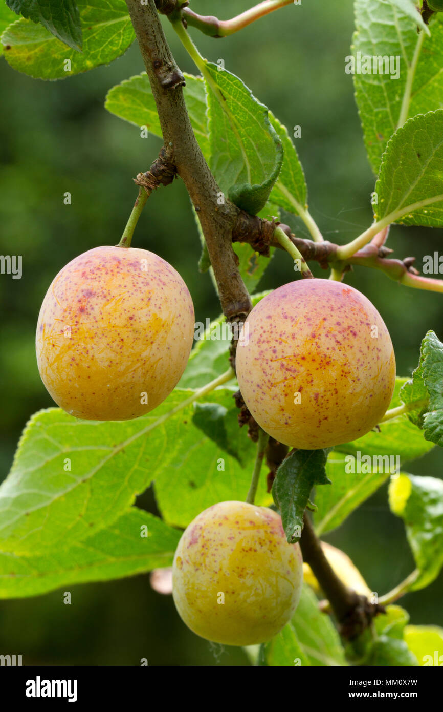 Mirabelle plum (Prunus insititia Stock Photo - Alamy