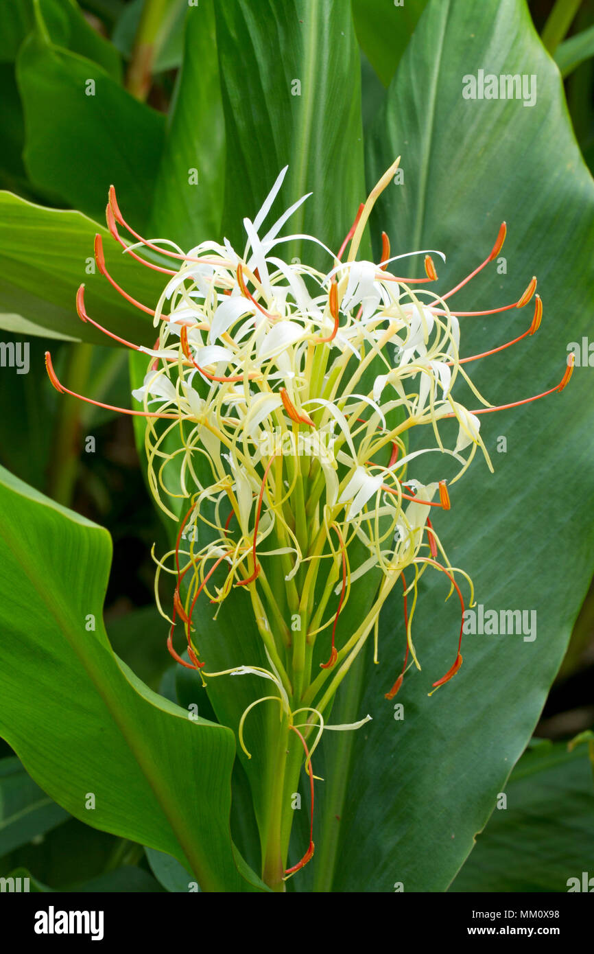 Ginger family flowering plants hi-res stock photography and images - Alamy