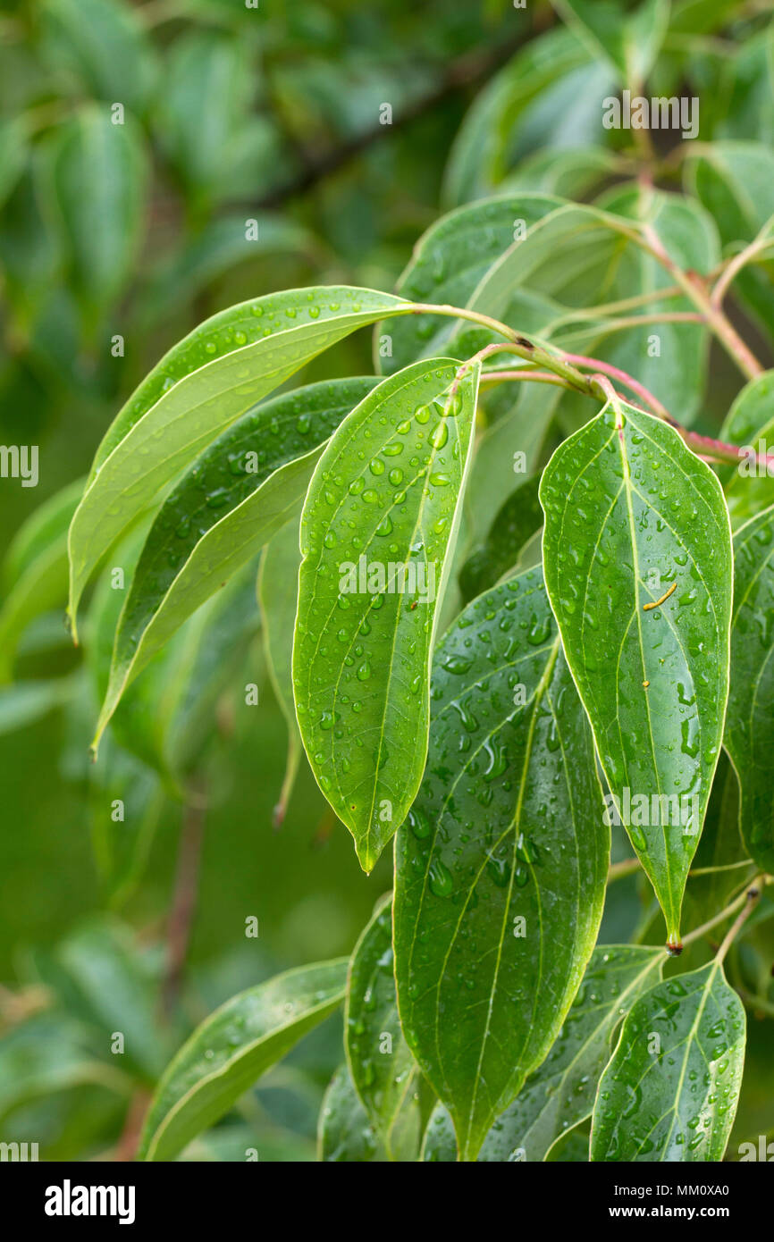 Wilson's dogwood (Cornus wilsoniana Stock Photo - Alamy