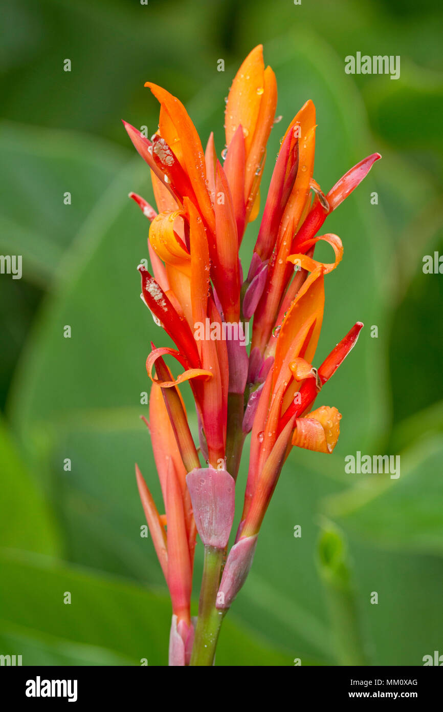 Arrow root (Canna indica Stock Photo - Alamy