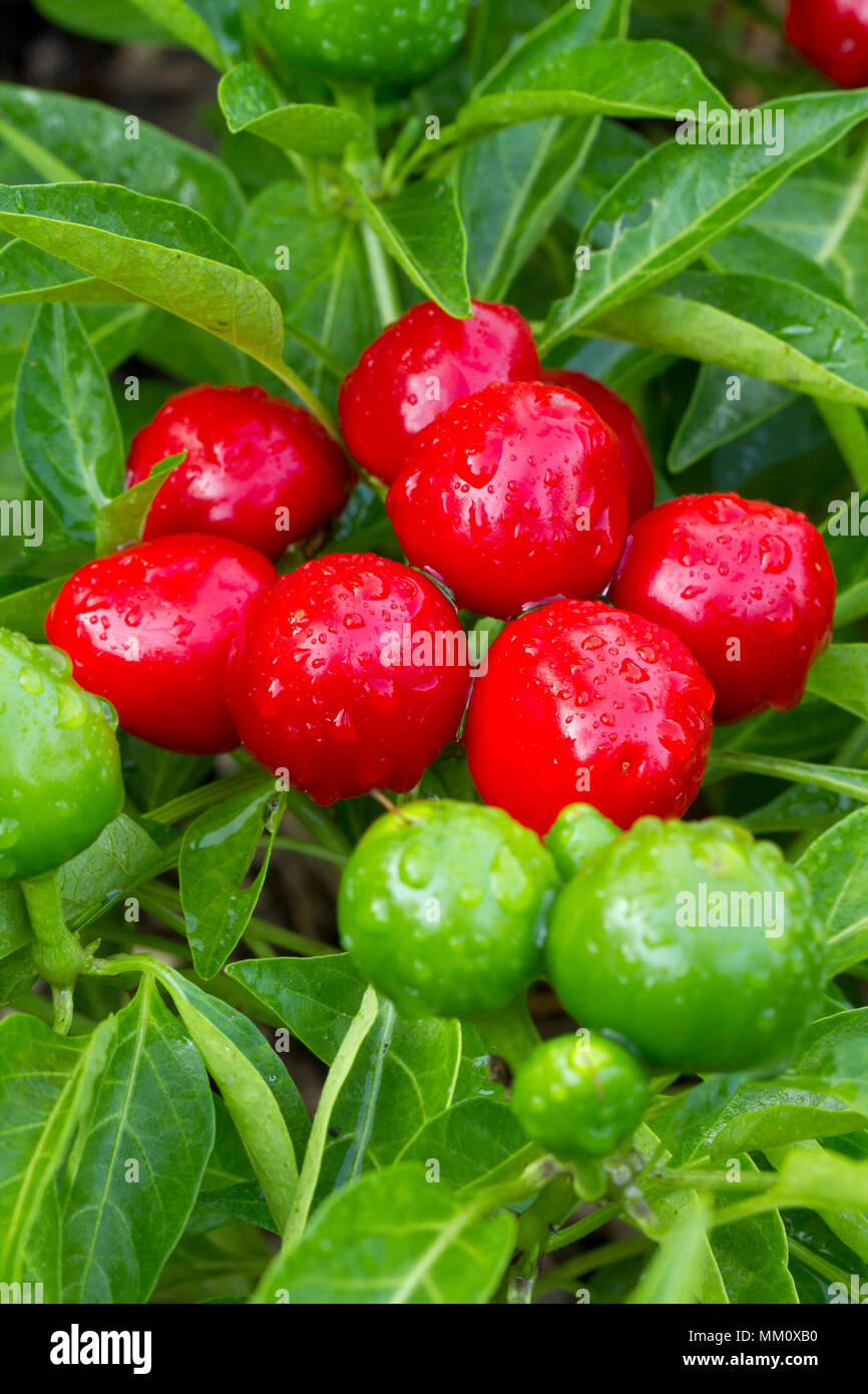 Soaked fruits hi-res stock photography and images - Alamy