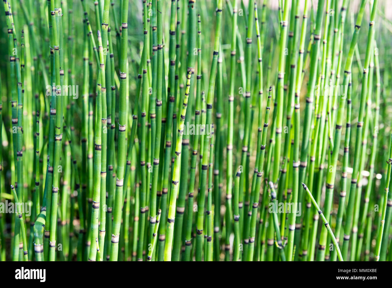 Equisetum Hyemale Rough Horsetail