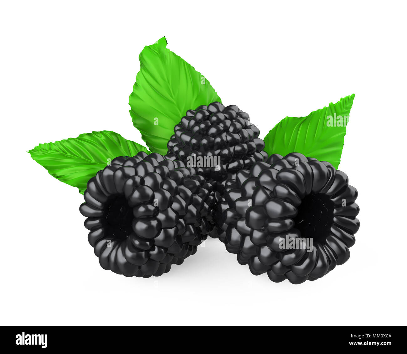 Botanical blackberry illustration hi-res stock photography and images ...