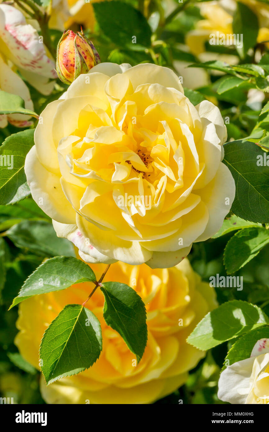 Rose tree 'Graham Thomas' in bloom in a garden Stock Photo - Alamy