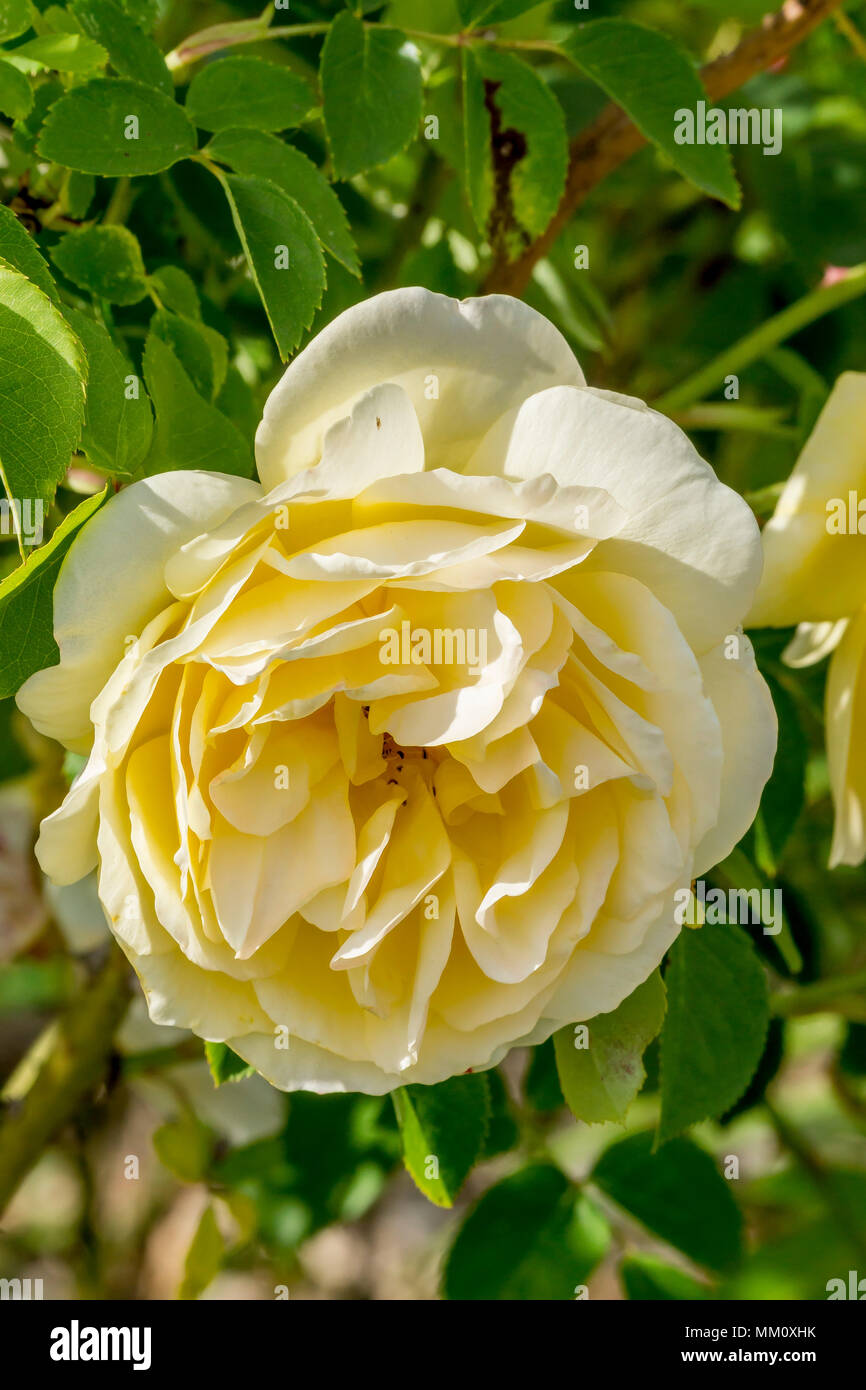 Rose tree 'Graham Thomas' in bloom in a garden Stock Photo - Alamy