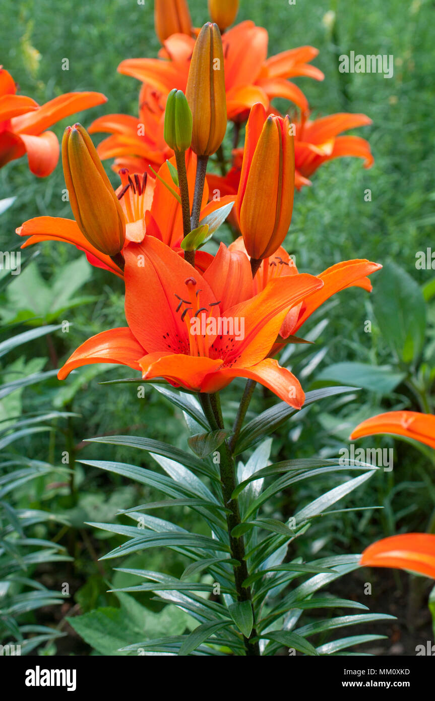 Lily 'African Queen' in bloom in a garden Stock Photo - Alamy