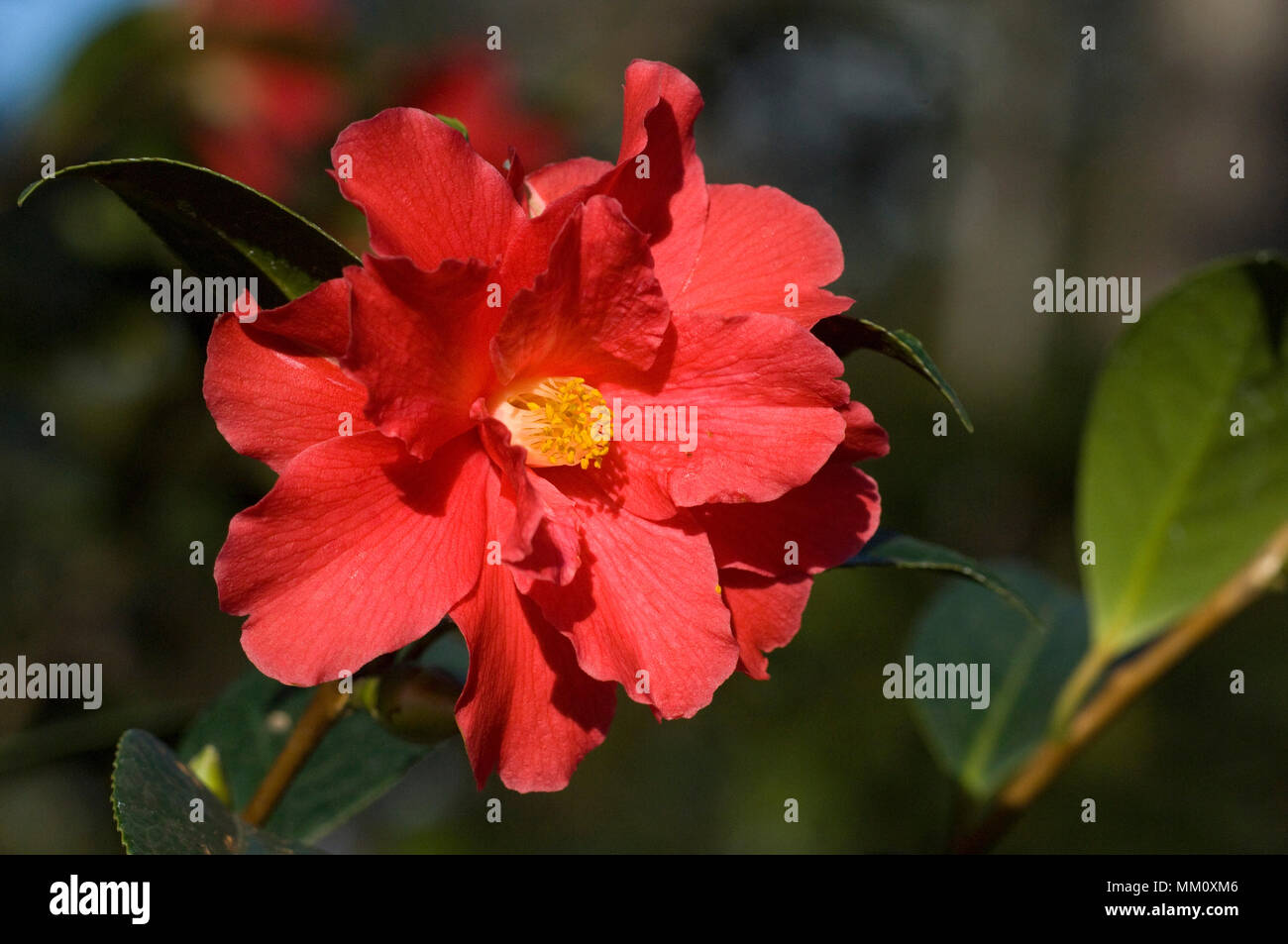 Camellia 'Freedom Bell' in bloom in a garden Stock Photo - Alamy