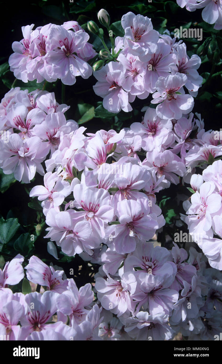 Pelargonium 'Blanche Roche' in bloom in a garden Stock Photo - Alamy