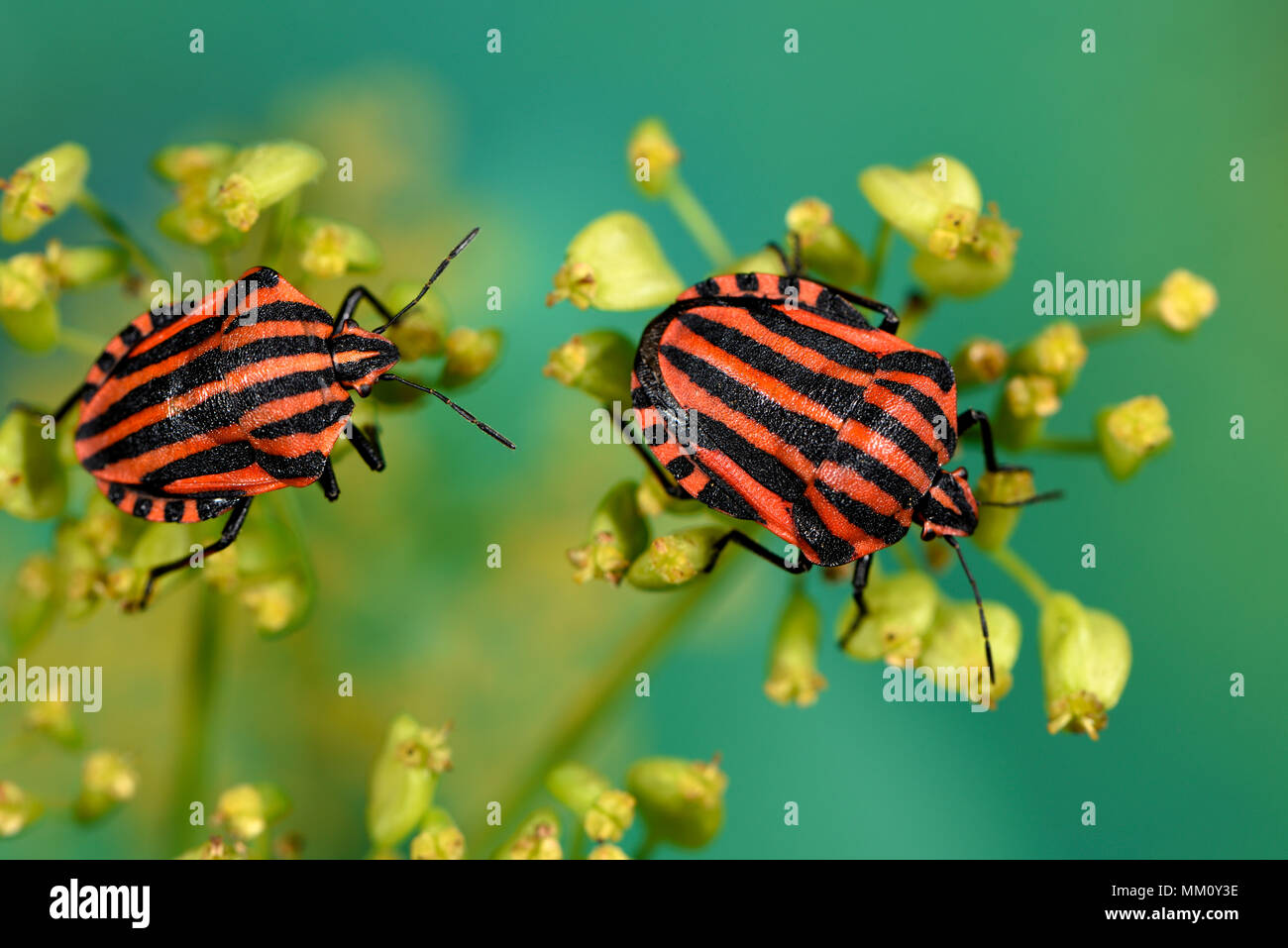 Bedbug cycle hi-res stock photography and images - Alamy