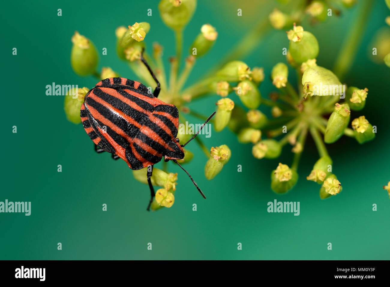 Bedbug cycle hi-res stock photography and images - Alamy
