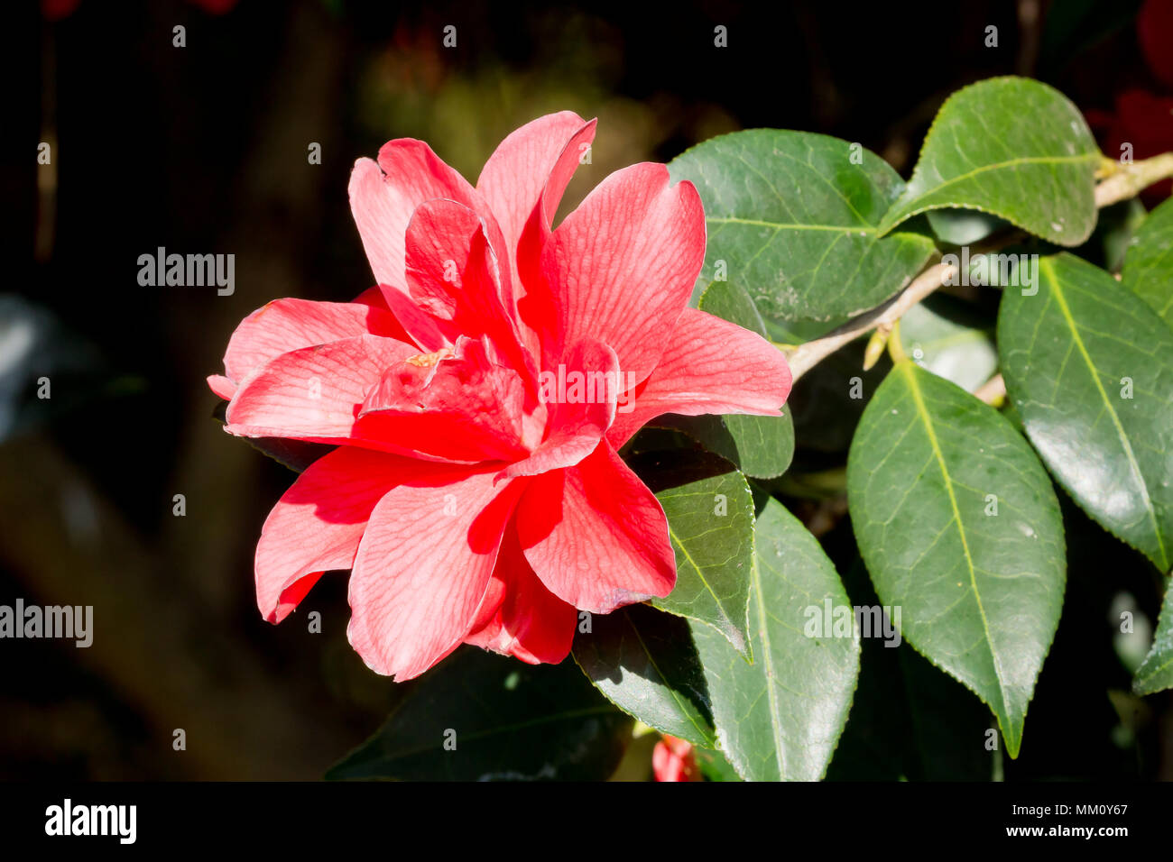 Camellia Freedom Bell High Resolution Stock Photography and Images - Alamy