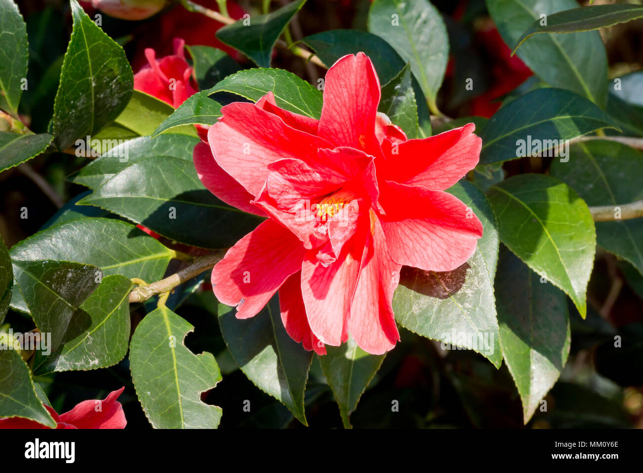 Camellia Freedom Bell High Resolution Stock Photography and Images - Alamy