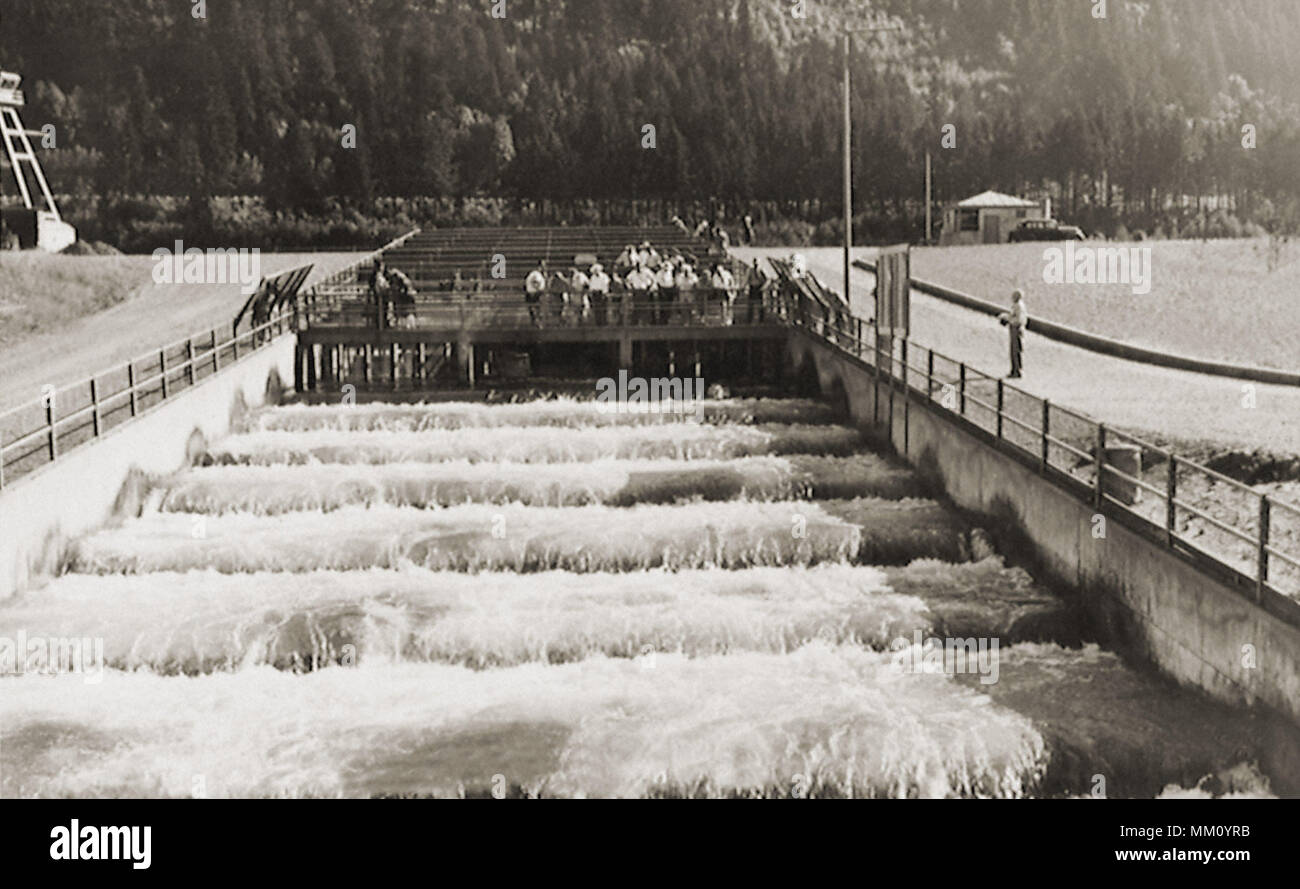 Bonneville dam fish ladders hi-res stock photography and images - Alamy