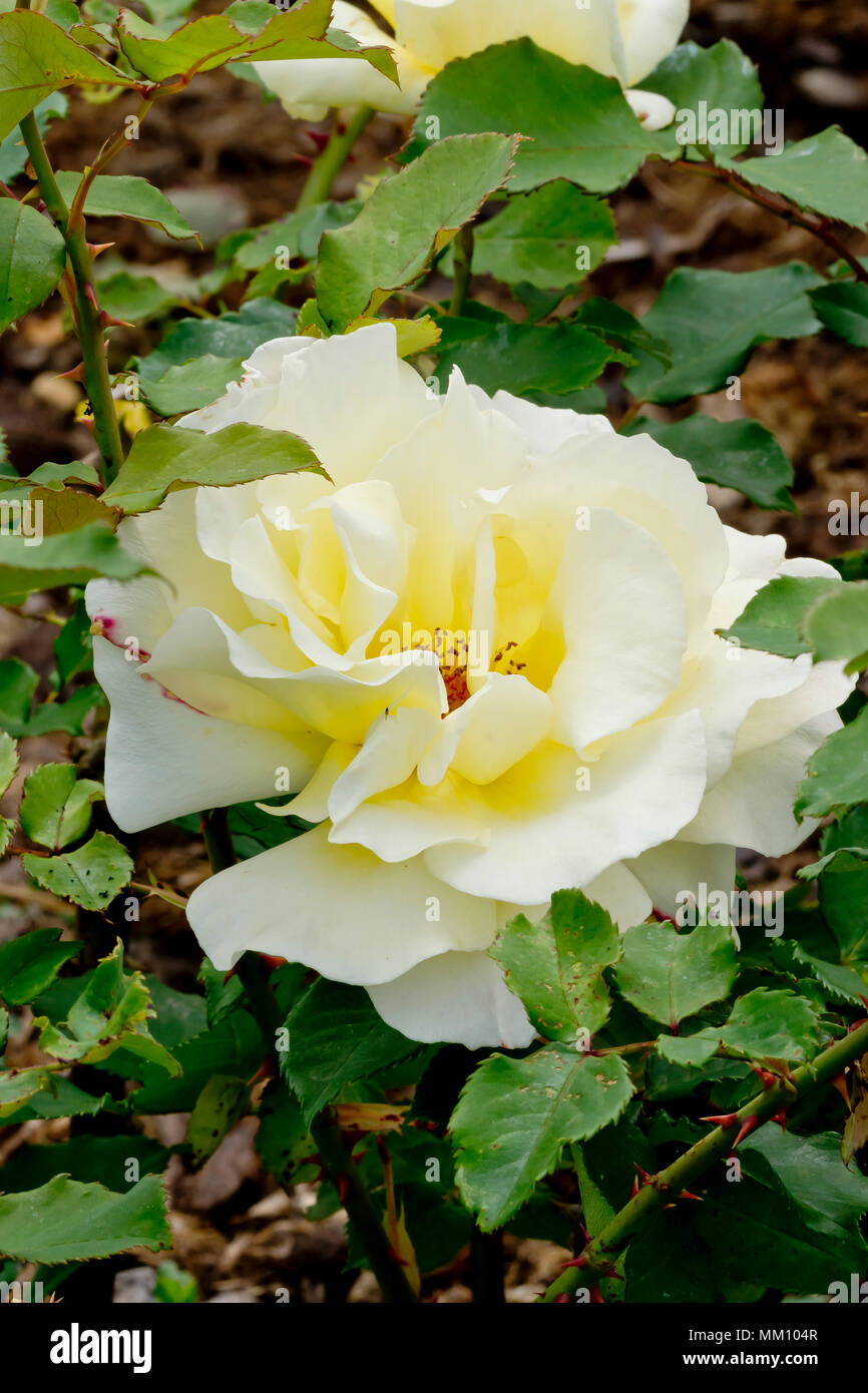 Elina Rose Stock Photos & Elina Rose Stock Images - Alamy