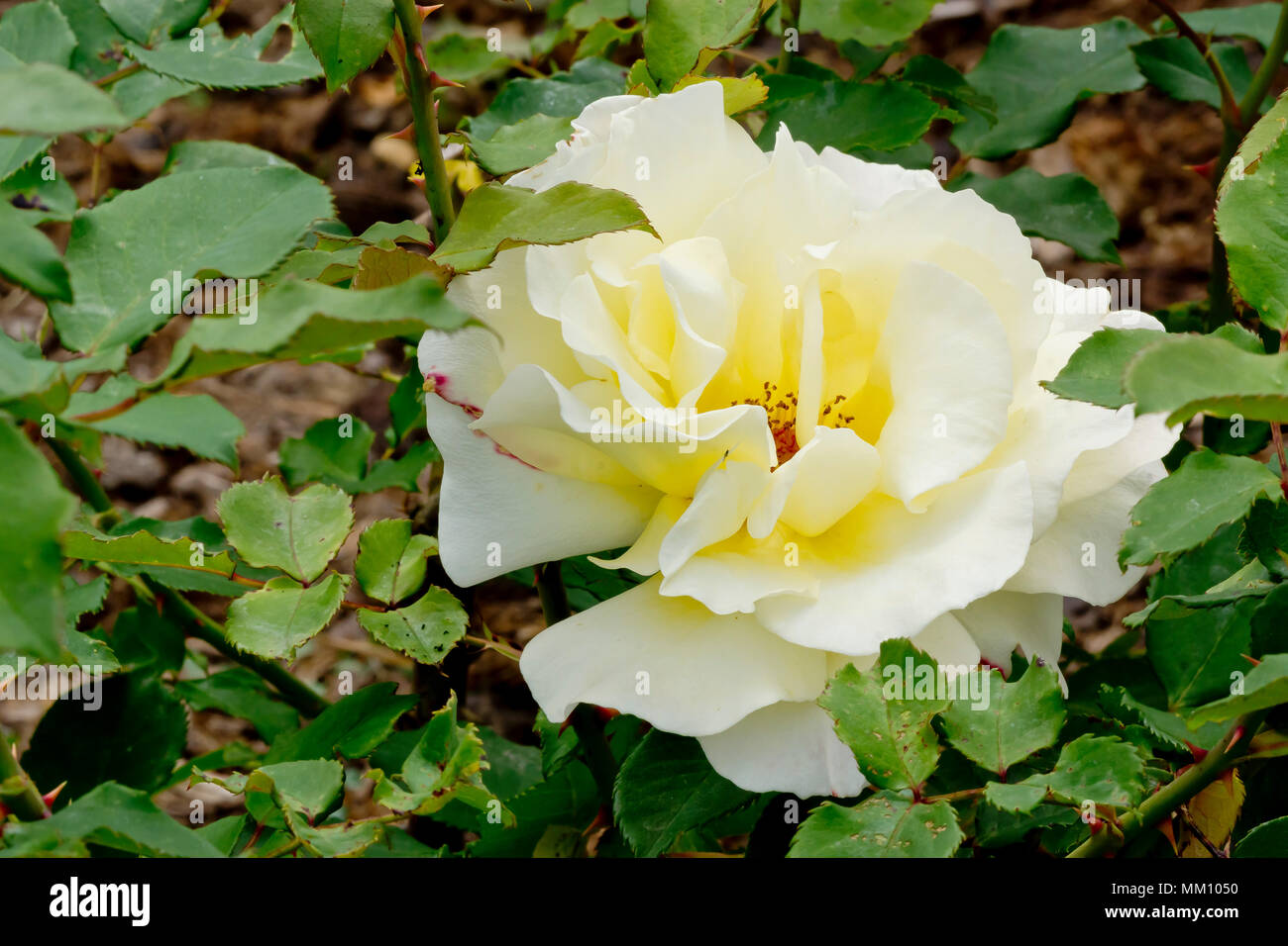Elina Rose Stock Photos & Elina Rose Stock Images - Alamy