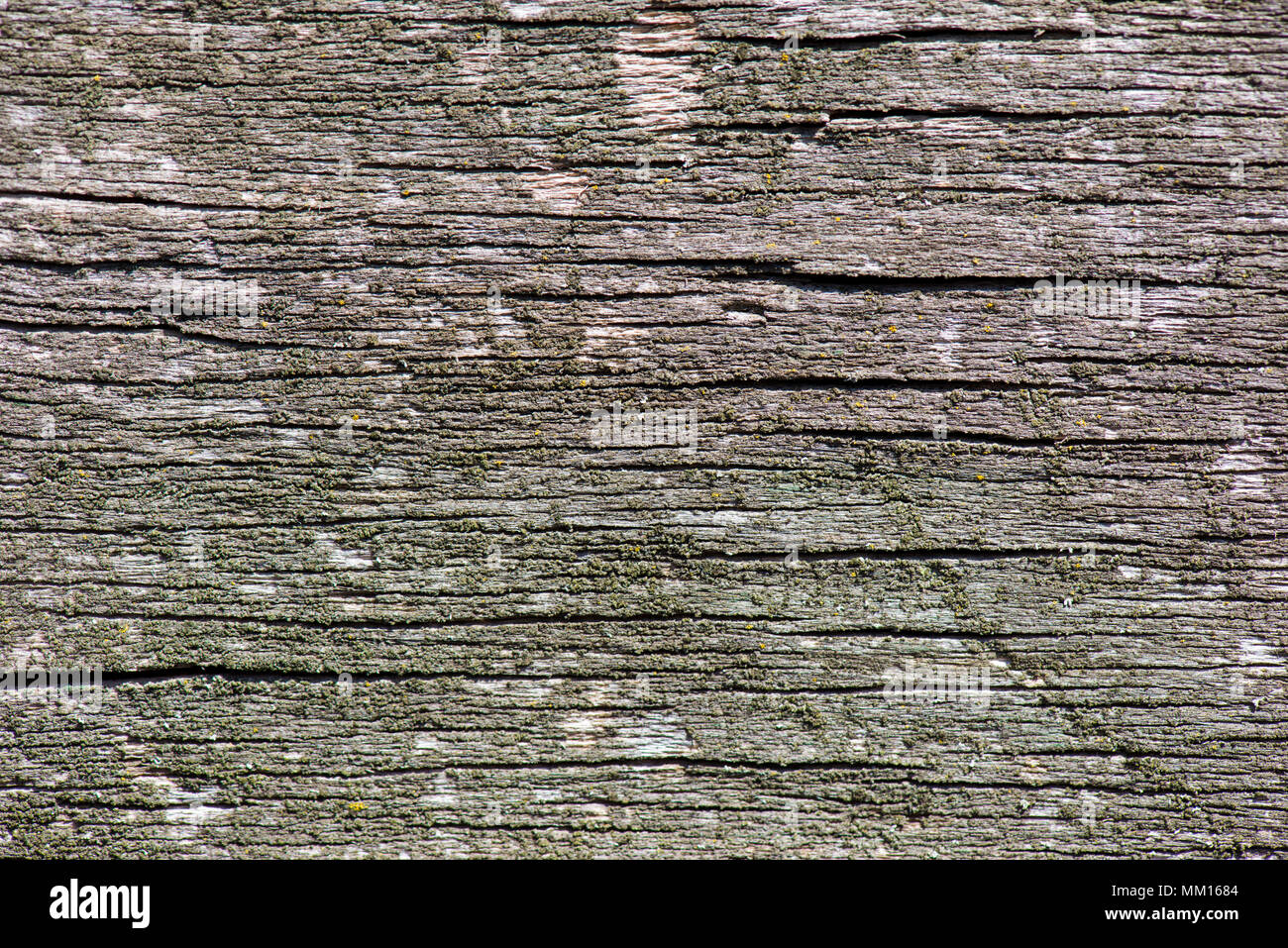 Wood texture. Gray timber board with weathered crack lines. Natural ...