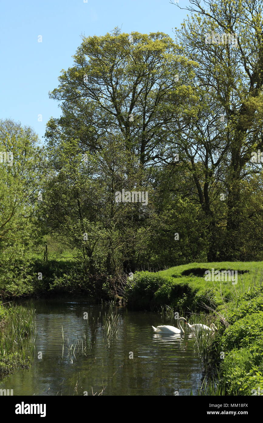 Male and female swans swim on river colne hi-res stock photography and ...