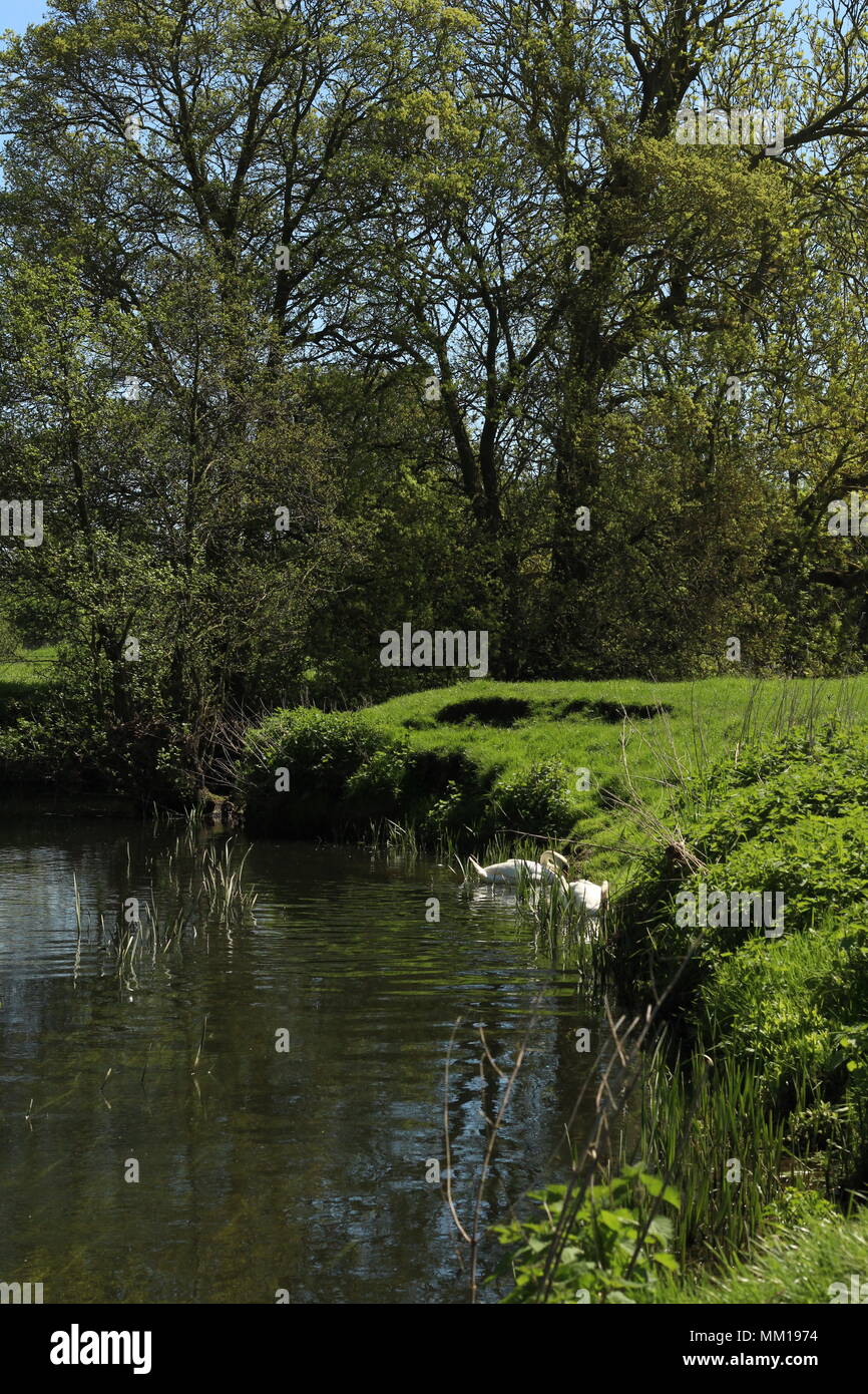 Male and female swans swim on river colne hi-res stock photography and ...