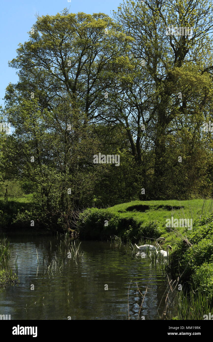 Nature - Two swans ( Cygnus Olor) swimming in the river at River Colne ...