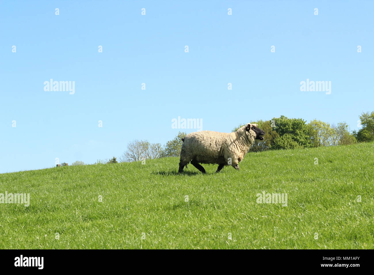 Wildlife and Nature - Rare Breed Sheep - A Series of photographs of ...