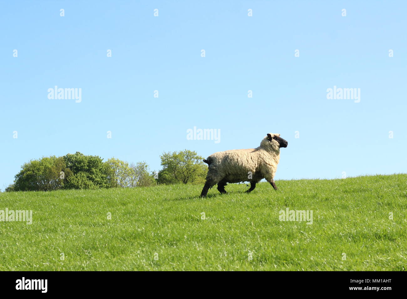 Wildlife and Nature - Rare Breed Sheep - A Series of photographs of ...