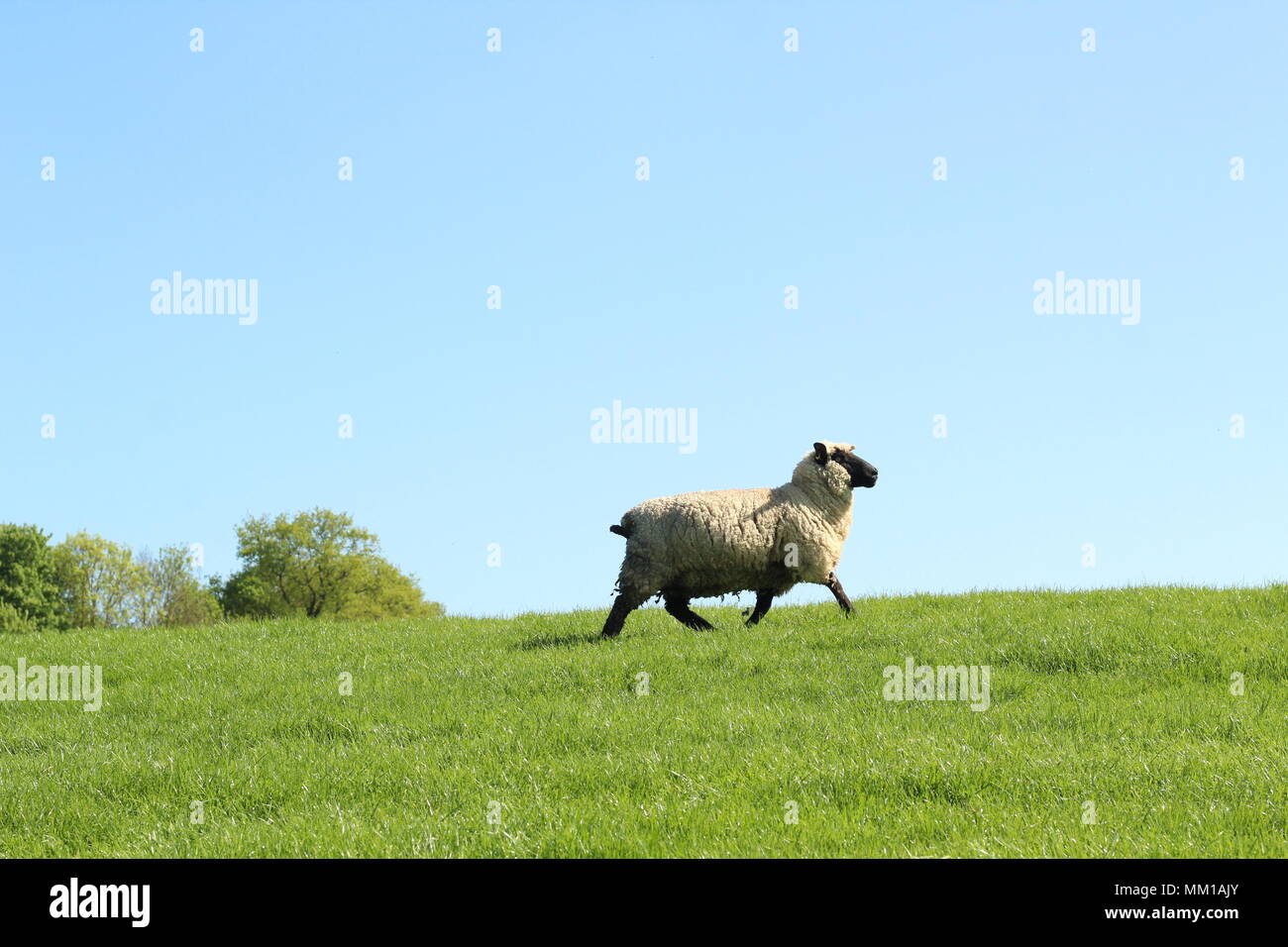 Wildlife and Nature - Rare Breed Sheep - A Series of photographs of ...