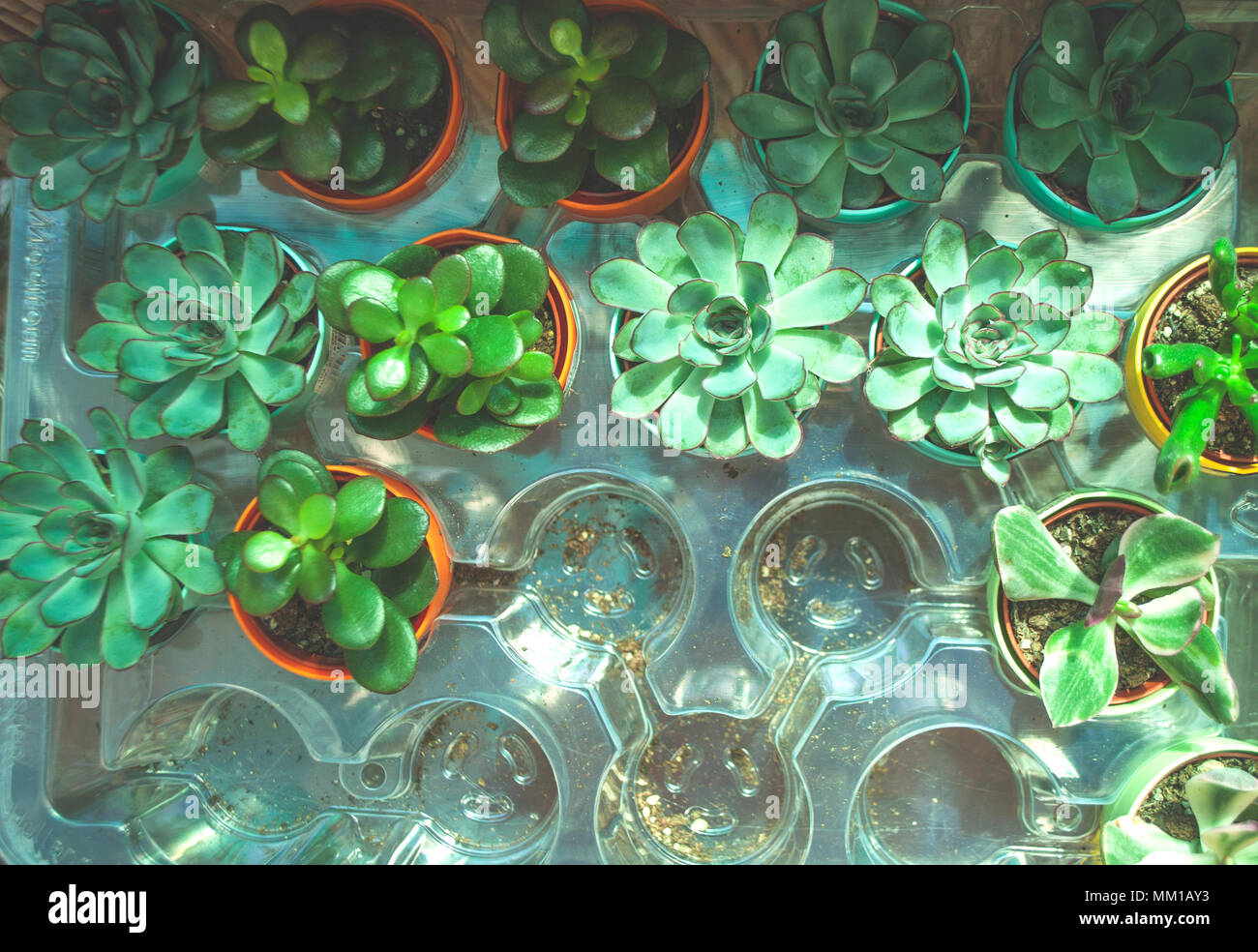 Group of succulents cactus hi-res stock photography and images - Alamy