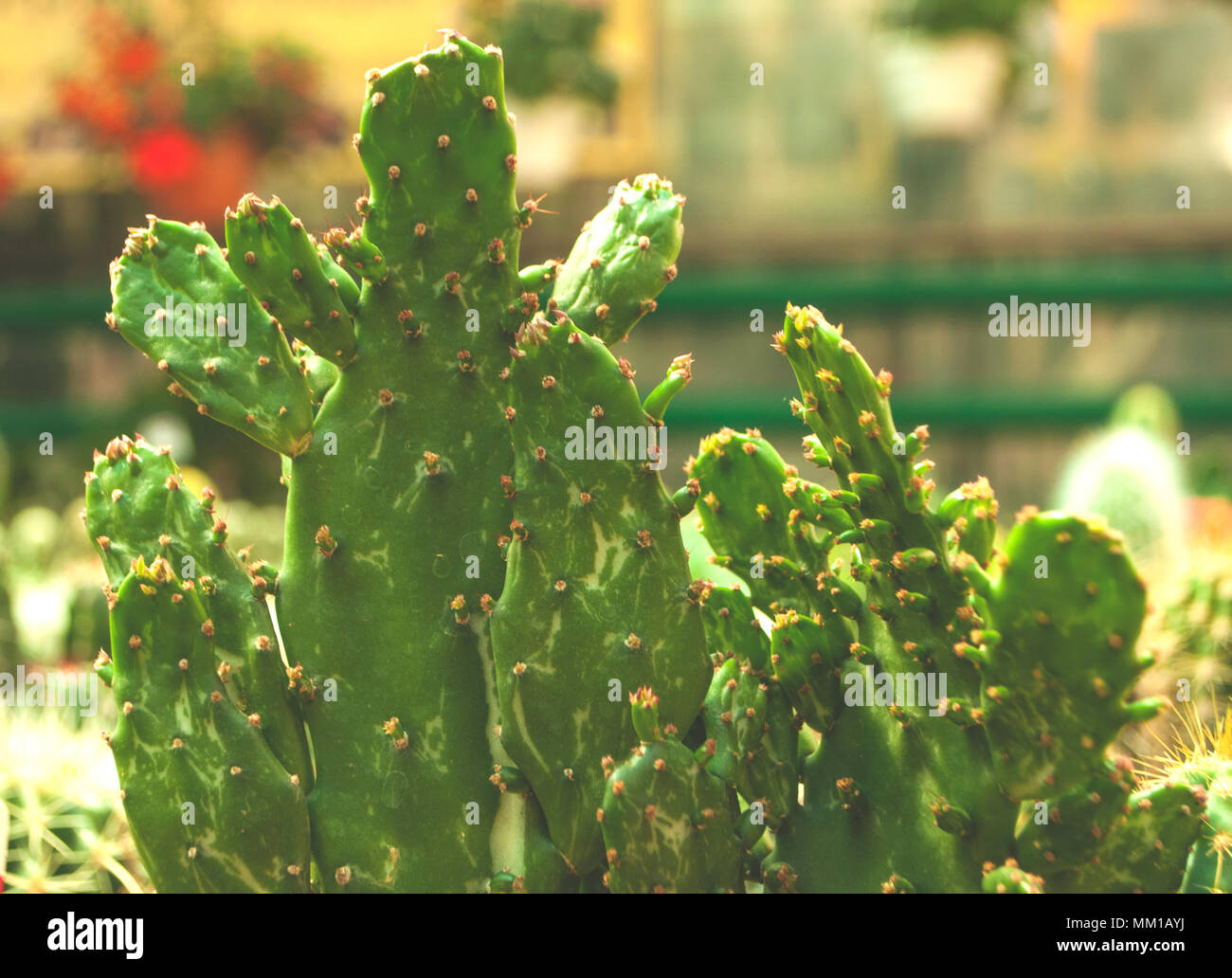 Natural cactus hi-res stock photography and images - Alamy