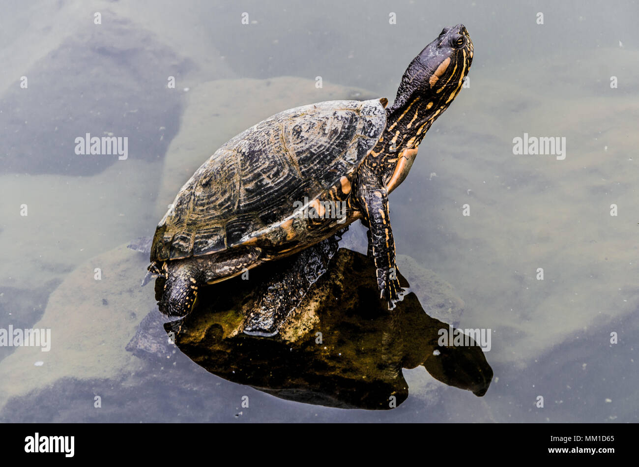 Big turtle on stone hi-res stock photography and images - Alamy