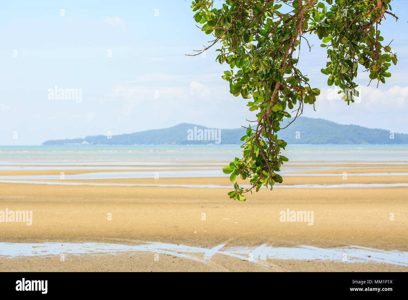tree on the sea background Stock Photo - Alamy