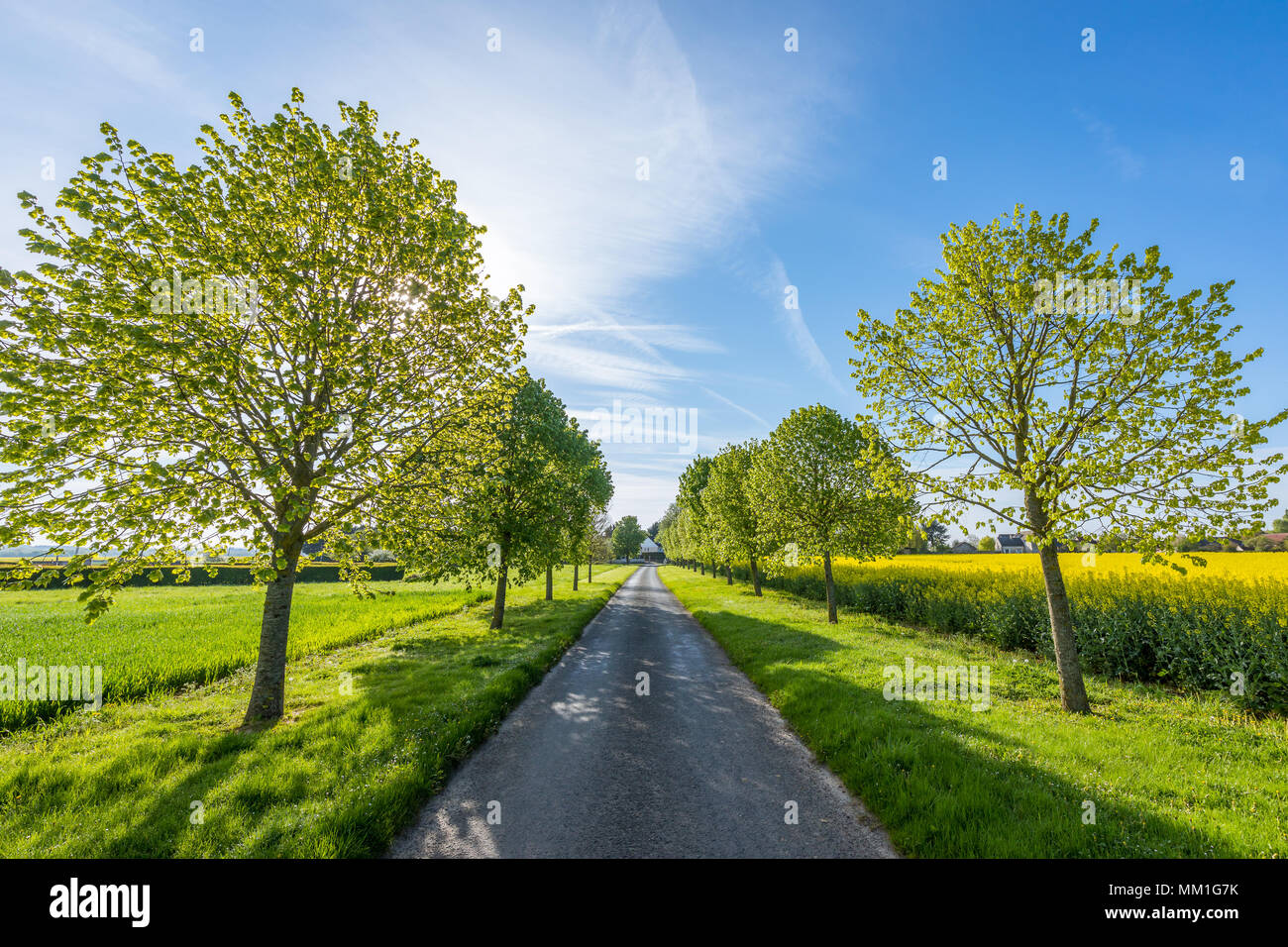 Green summer trees in alley in countryside hi-res stock photography and ...