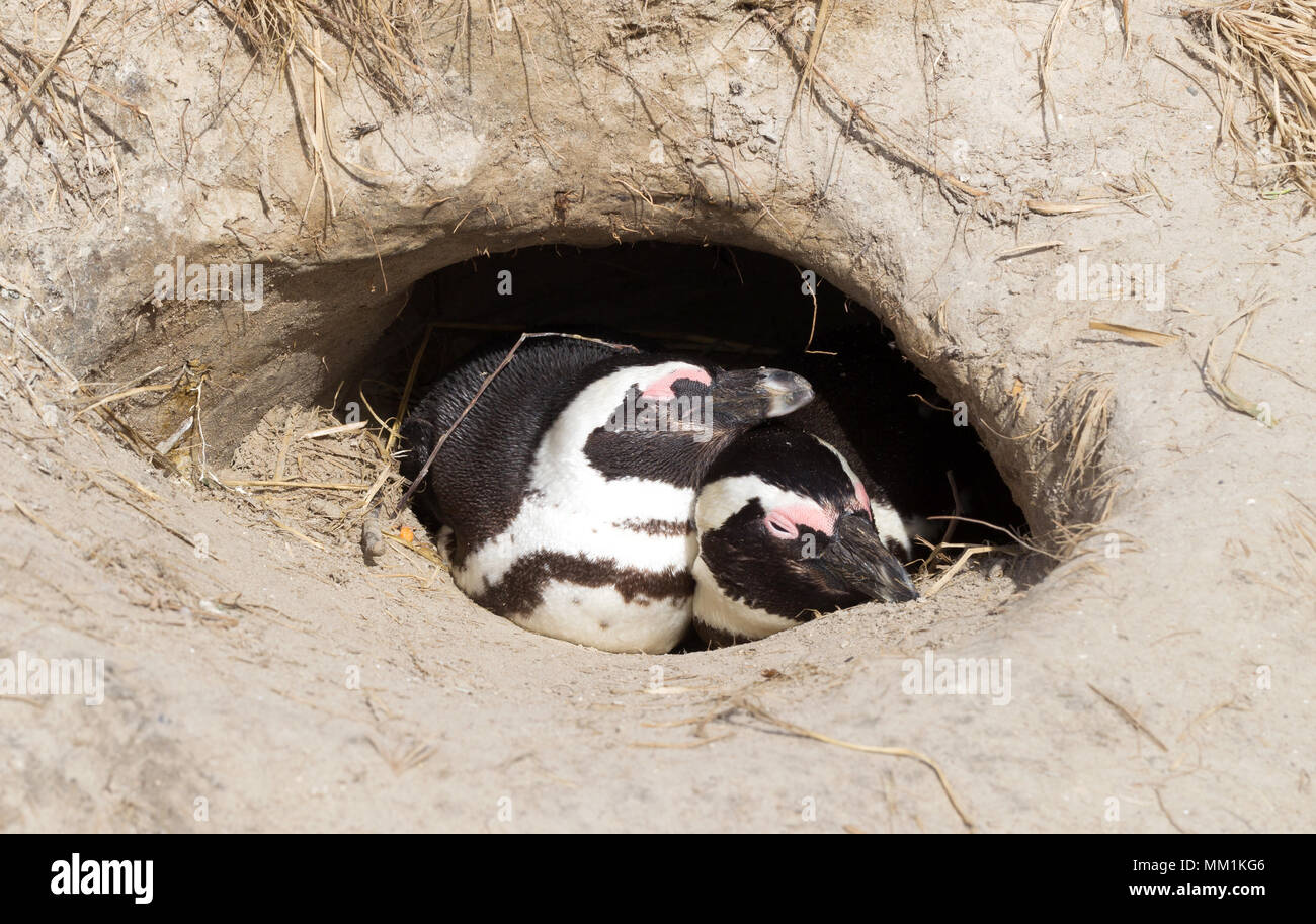 Pinguin nest hi-res stock photography and images - Alamy
